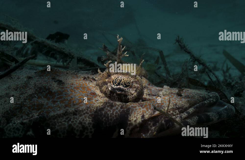 Spotted leaf fish Stock Videos & Footage - HD and 4K Video Clips - Alamy