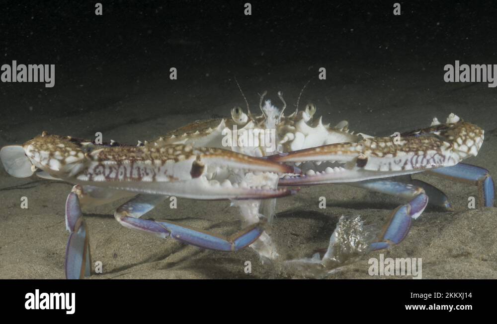 Unique and rare footage of a Blue Swimmer Crab using its claws to eat ...