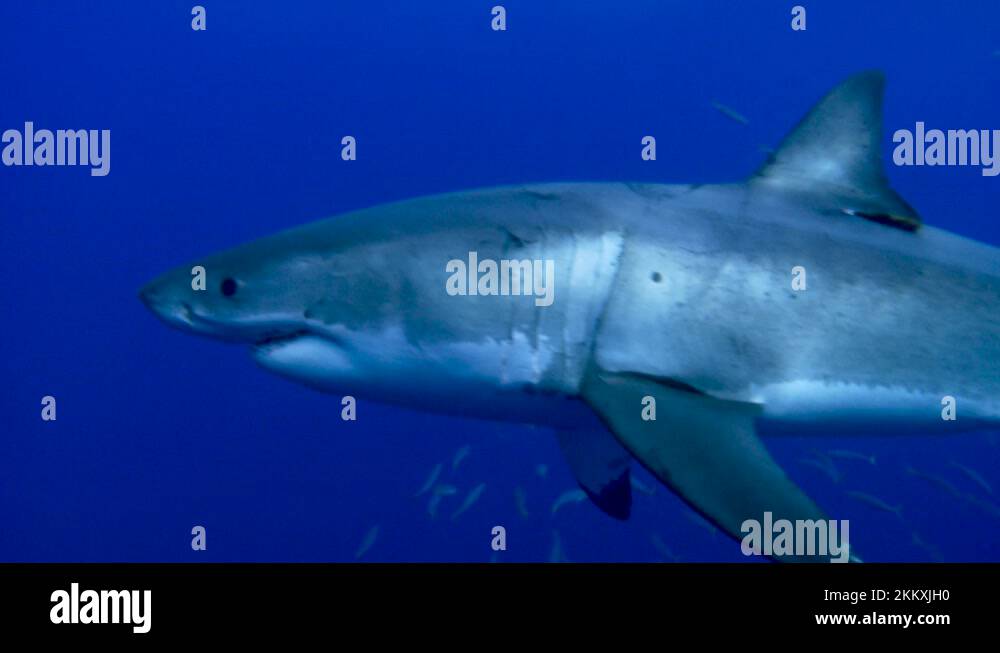Shark prey fish Stock Videos & Footage - HD and 4K Video Clips - Alamy