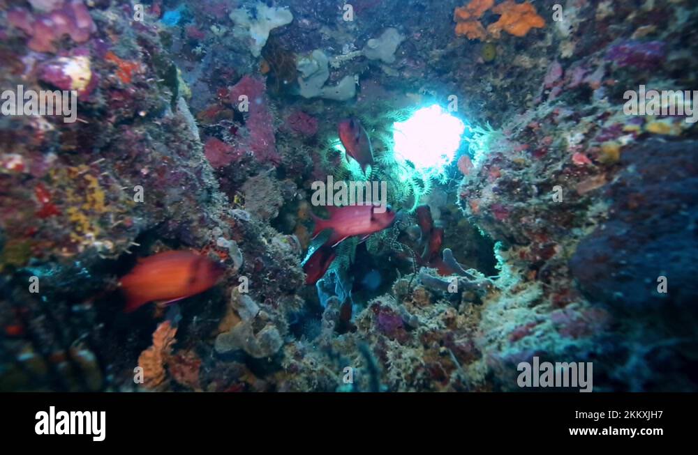 Red cardinal fish Stock Videos & Footage - HD and 4K Video Clips - Alamy