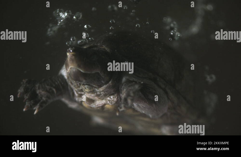 Snapping turtle swimming underwater Stock Videos & Footage - HD and 4K ...