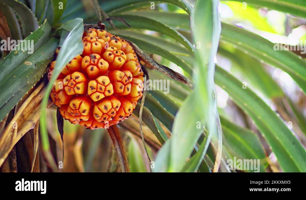 Pandanus fruit tree Stock Videos & Footage - HD and 4K Video Clips - Alamy