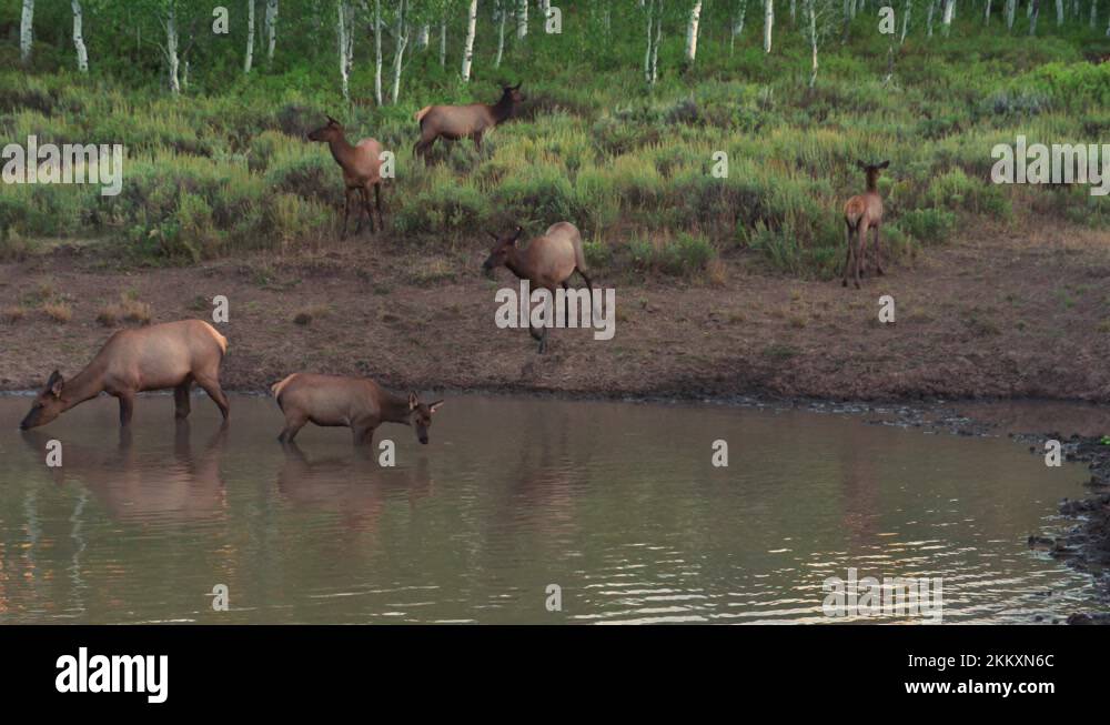 Wildlife Activity Herd of Elk Feeding and Drinking at Watering Hole ...