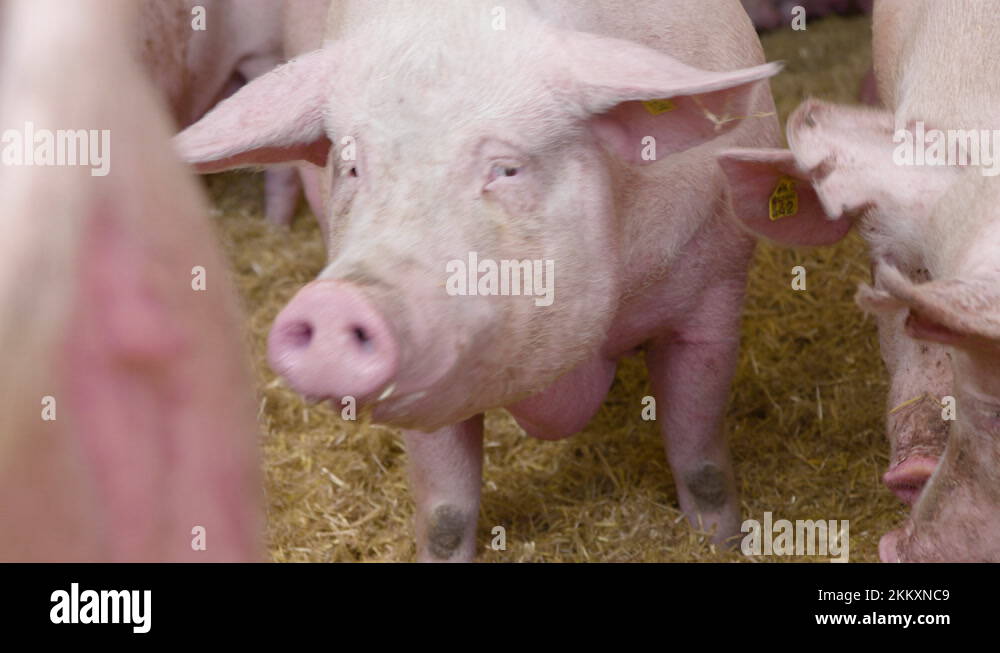 Shelter for cattle Stock Videos & Footage - HD and 4K Video Clips - Alamy