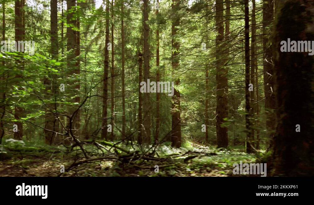 Subtle lens flare breaks through the lush green of a passing forest ...