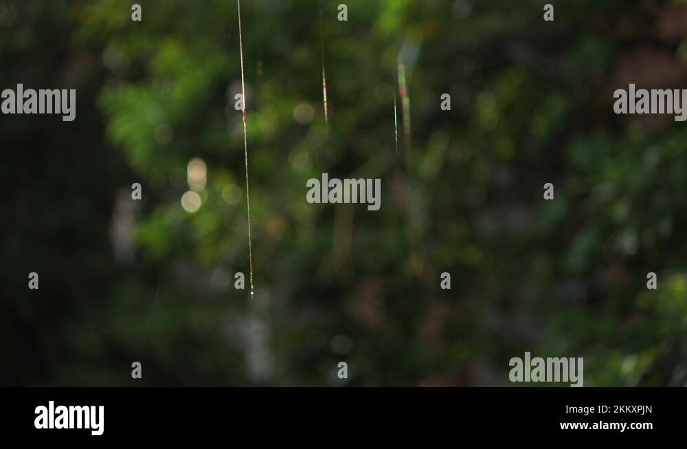 Caterpillar silk lines hanging and swinging in air with wind, forest ...