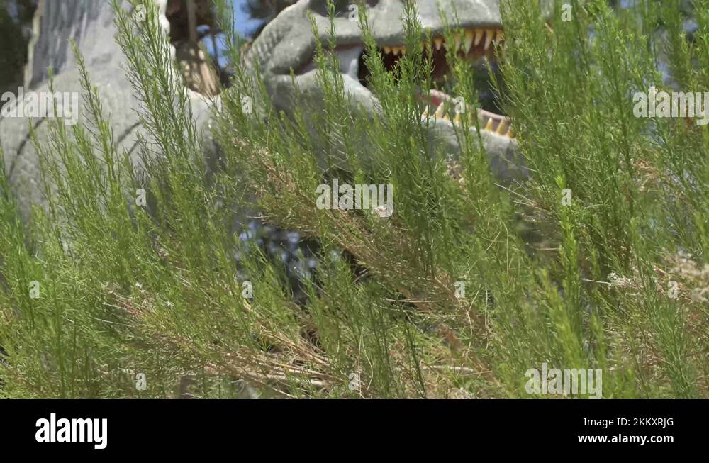 Day in the wild Stock Videos & Footage - HD and 4K Video Clips - Alamy