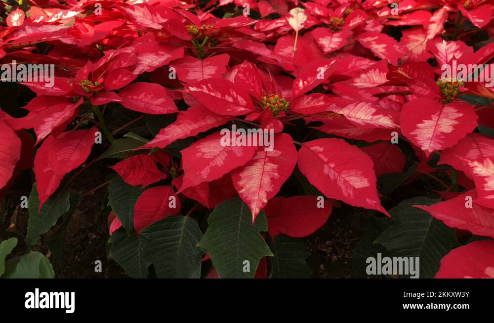 Downward flowers Stock Videos & Footage - HD and 4K Video Clips - Alamy