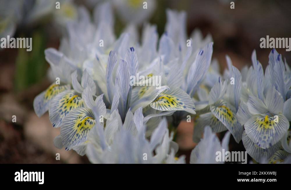 Dwarf iris reticulata Stock Videos & Footage - HD and 4K Video Clips ...