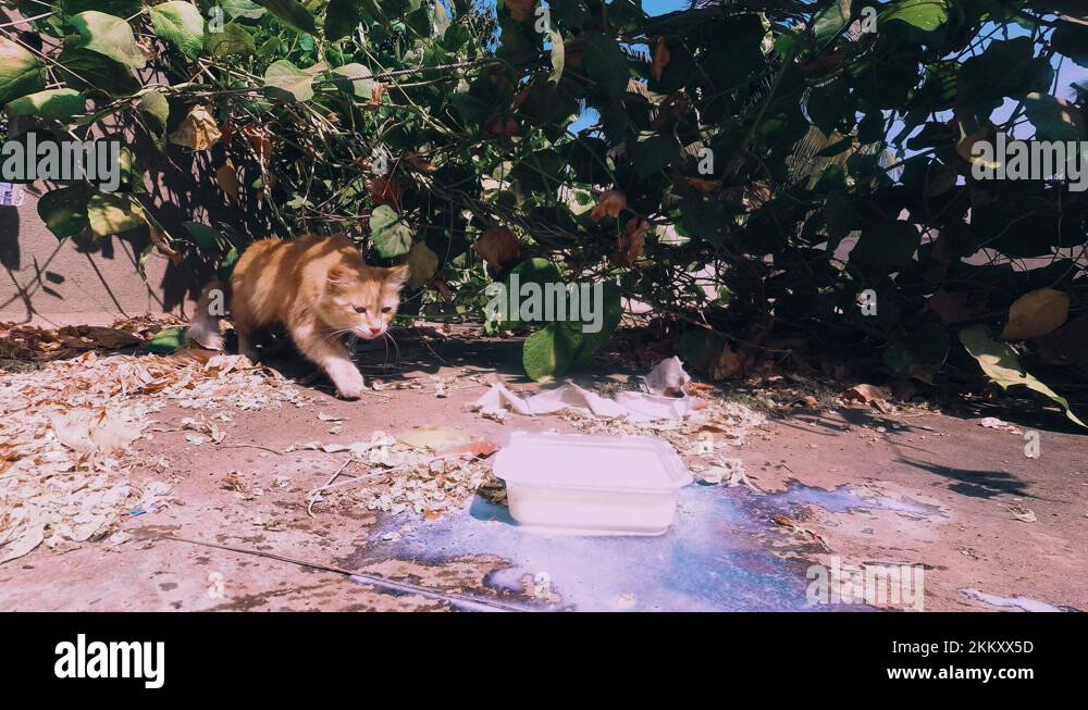 Cat And A Kitten Resting Under The Shade Of A Creeper Plant in 4K Stock ...