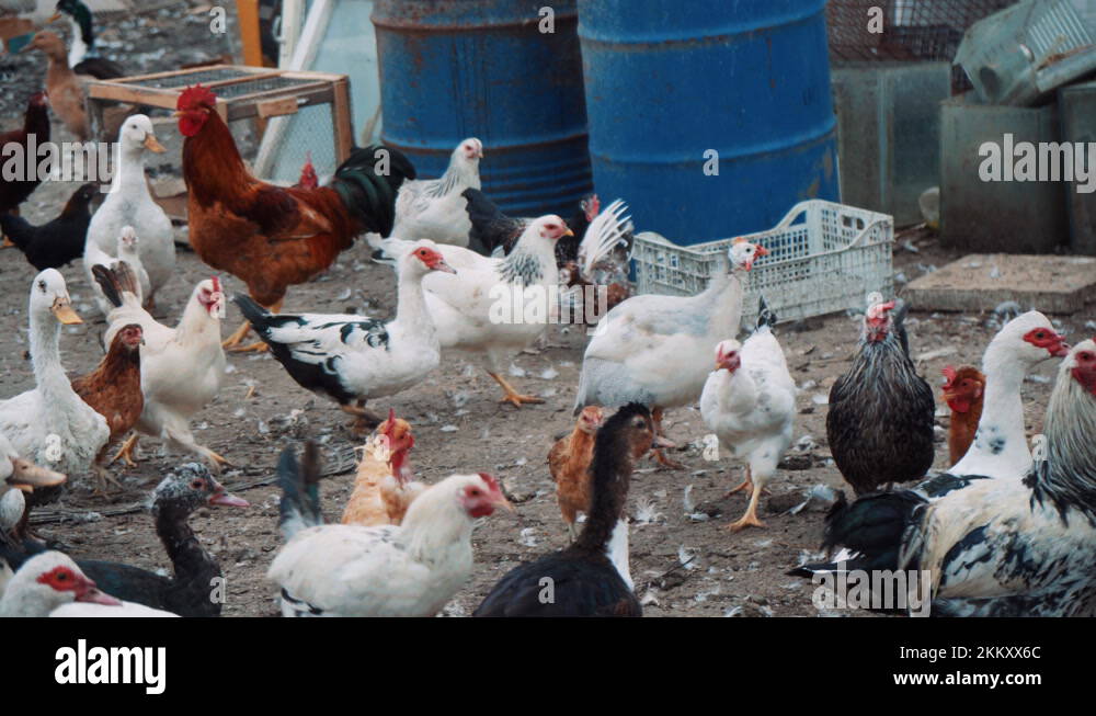 Types of chickens Stock Videos & Footage - HD and 4K Video Clips - Alamy