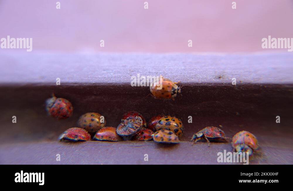 Red spotted beetles Stock Videos & Footage - HD and 4K Video Clips - Alamy