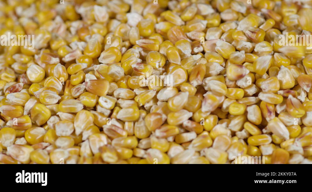 Dried Corn Grains Falling Texture Background Close Up. Close-Up Raw ...
