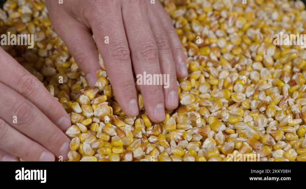 Slow Motion Dried Corn Grains Falling on Hands Farmer Texture ...