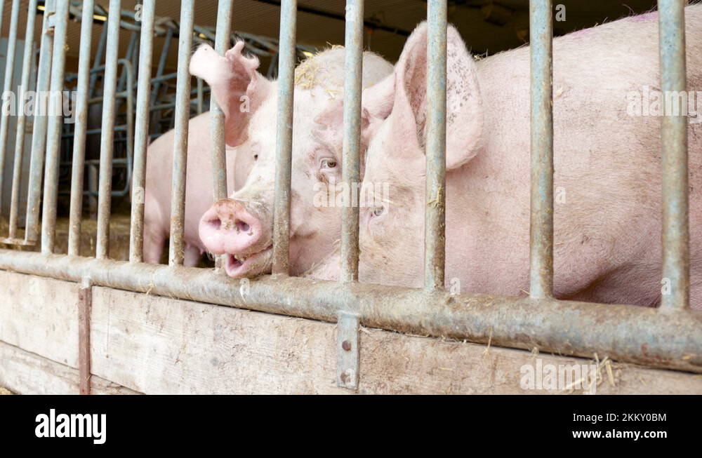 Pig behind bars Stock Videos & Footage - HD and 4K Video Clips - Alamy