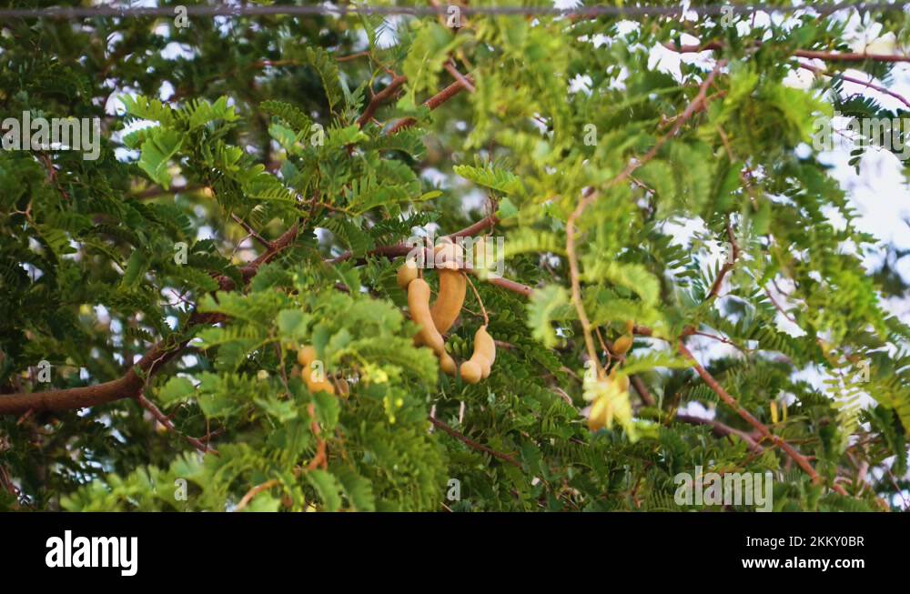 Tamarind tree branches Stock Videos & Footage - HD and 4K Video Clips ...