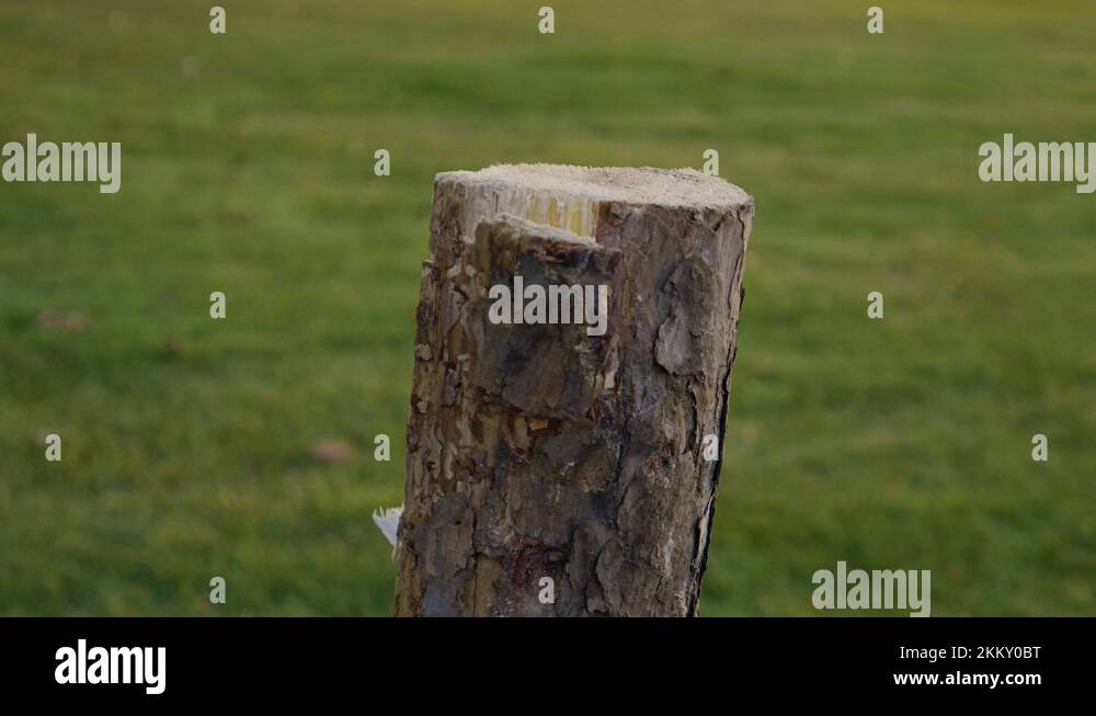Log pile cut out Stock Videos & Footage - HD and 4K Video Clips - Alamy
