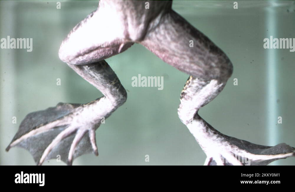 Frog webbed feet Stock Videos & Footage - HD and 4K Video Clips - Alamy