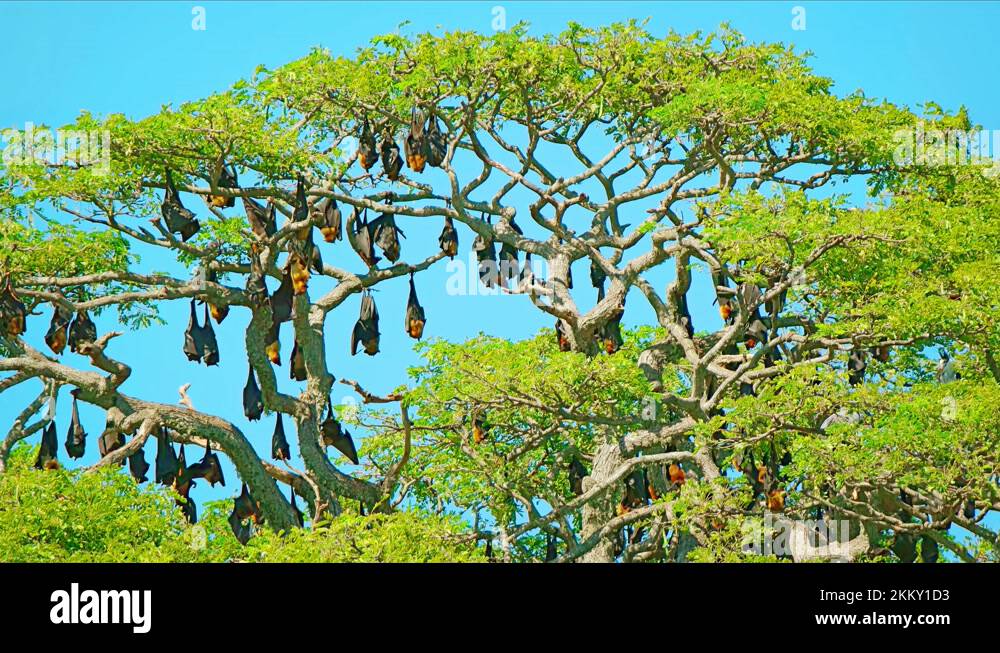 Flying foxes in a tree Stock Videos & Footage - HD and 4K Video Clips ...