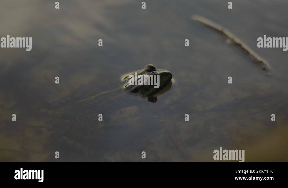 Common toad out of water Stock Videos & Footage - HD and 4K Video Clips ...