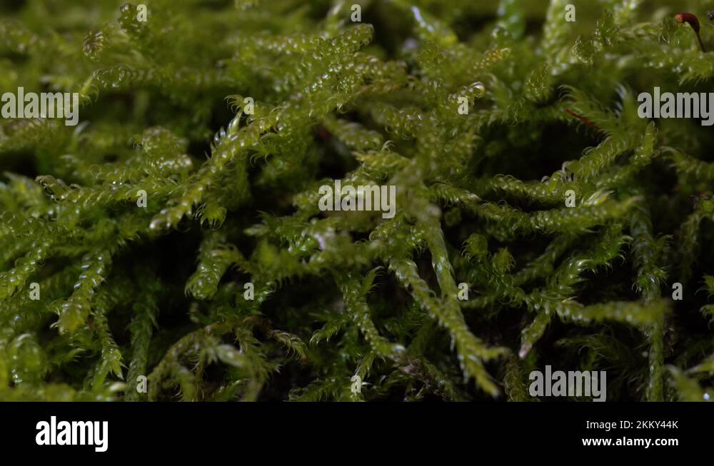 Green clump moss Stock Videos & Footage - HD and 4K Video Clips - Alamy