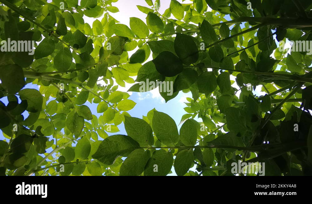 Plant potato field Stock Videos & Footage - HD and 4K Video Clips - Alamy