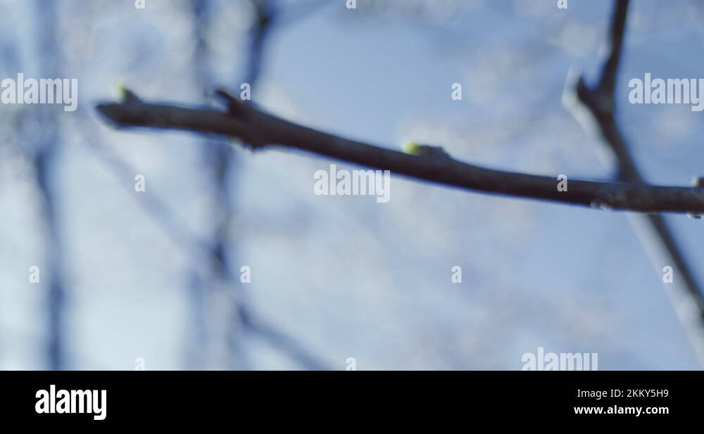 Green tree bud Stock Videos & Footage - HD and 4K Video Clips - Alamy