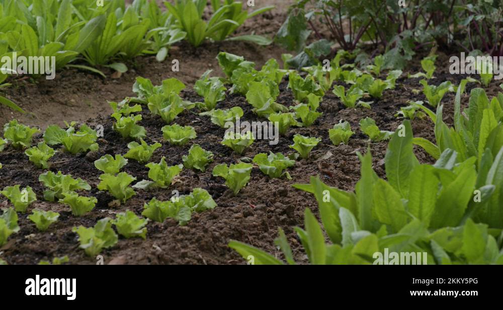 Lettuce plant Stock Videos & Footage - HD and 4K Video Clips - Alamy