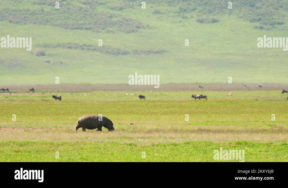 Beautiful natural landscape of hippo moving through wide grass fields ...