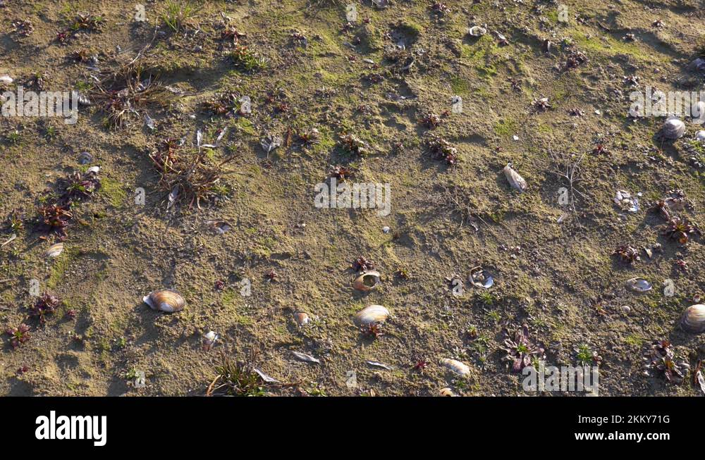 Wet soil texture Stock Videos & Footage - HD and 4K Video Clips - Alamy