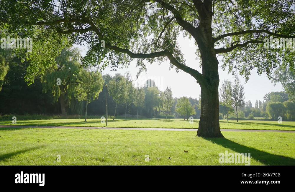 Big tree shadow on grass Stock Videos & Footage - HD and 4K Video Clips ...