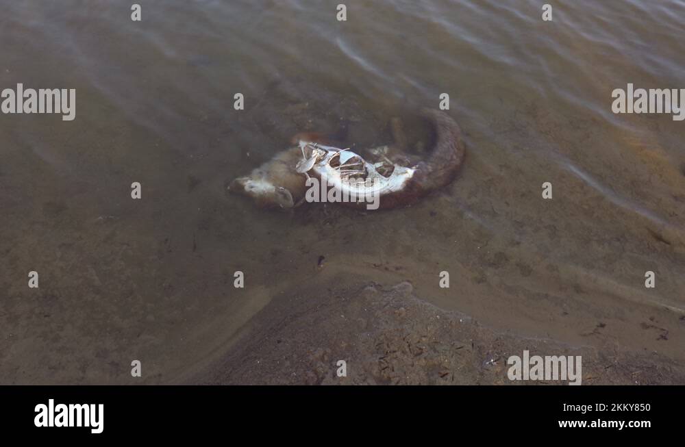 Dead wet body of fluffy animal laying on muddy bottom of river ...