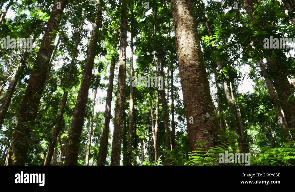 Trees at forest tree trunk Stock Videos & Footage - HD and 4K Video ...