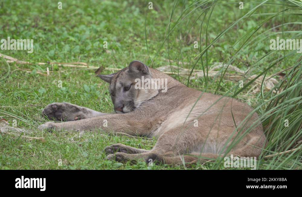 Puma concolor chile Stock Videos & Footage - HD and 4K Video Clips - Alamy