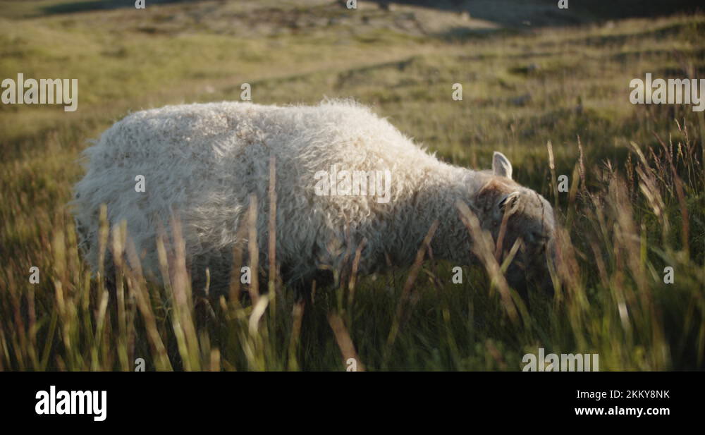 Lamb side view Stock Videos & Footage - HD and 4K Video Clips - Alamy