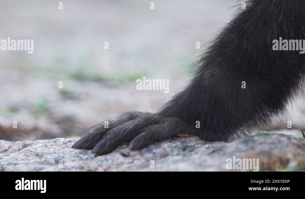Monkey legs Stock Videos & Footage - HD and 4K Video Clips - Alamy