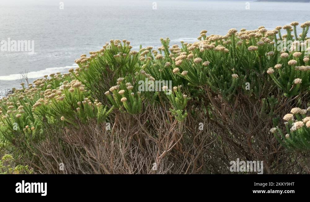 Fynbos flower Stock Videos & Footage - HD and 4K Video Clips - Alamy