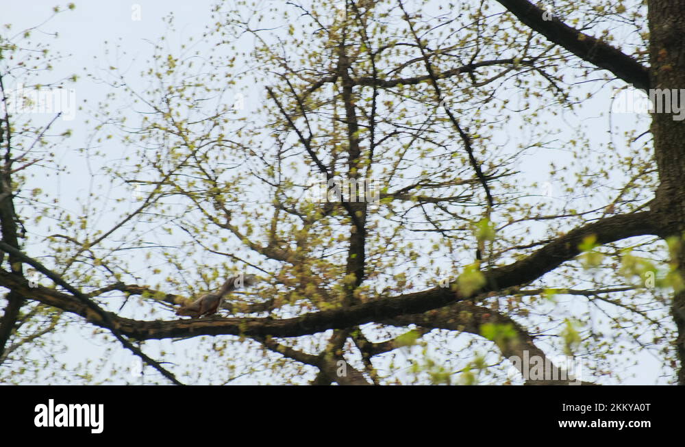 Run down zoo Stock Videos & Footage - HD and 4K Video Clips - Alamy