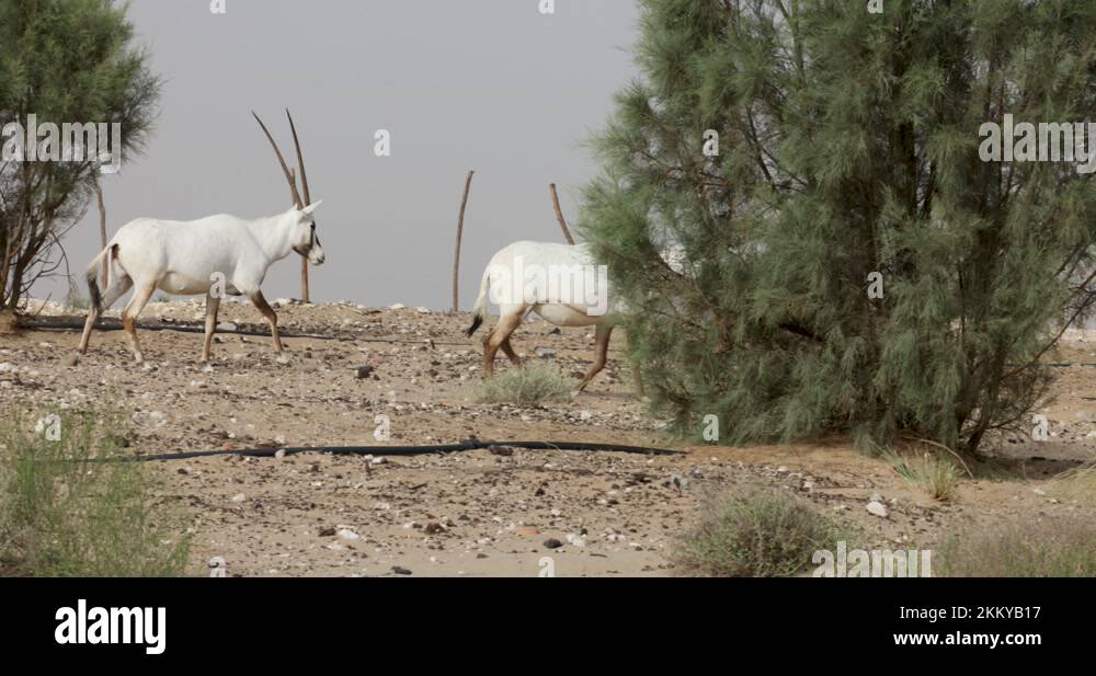 Arabian oryx saudi arabia Stock Videos & Footage - HD and 4K Video ...