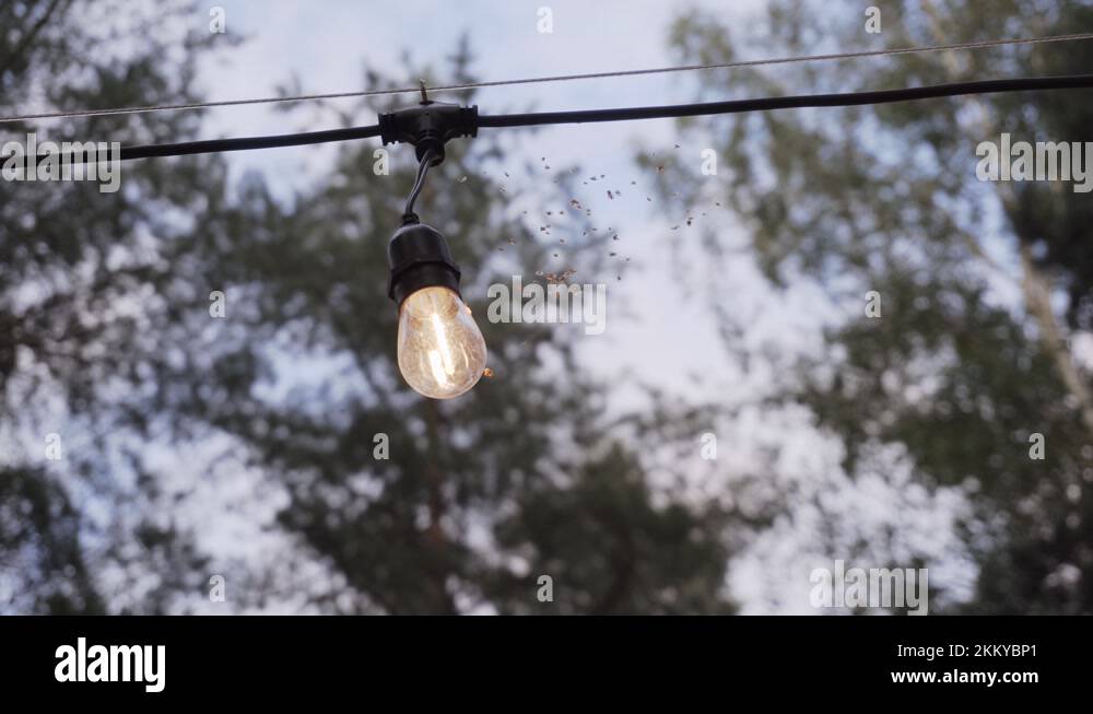 Cobweb and wire Stock Videos & Footage - HD and 4K Video Clips - Alamy