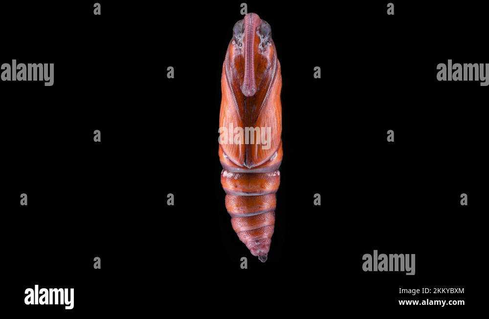 Pupa Insecta Manduca sexta, family Sphingidae, species of butterflies ...