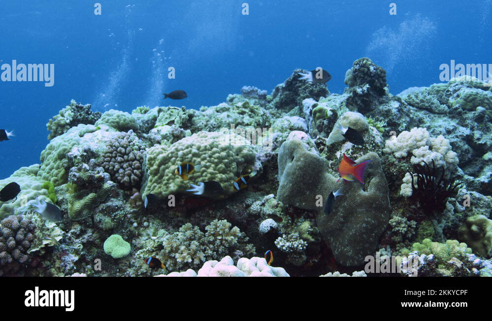 Coral reefscape Stock Videos & Footage - HD and 4K Video Clips - Alamy
