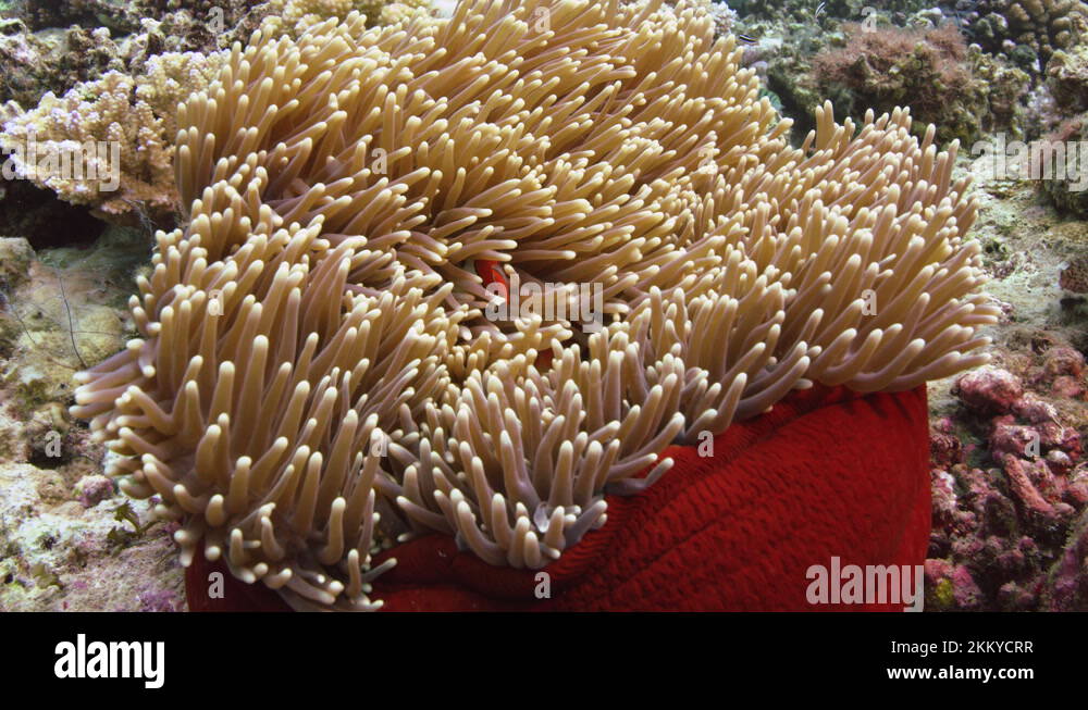Pacific anemone Stock Videos & Footage - HD and 4K Video Clips - Alamy