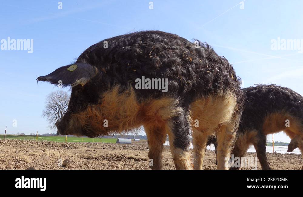 Pig farming in nature Stock Videos & Footage - HD and 4K Video Clips ...