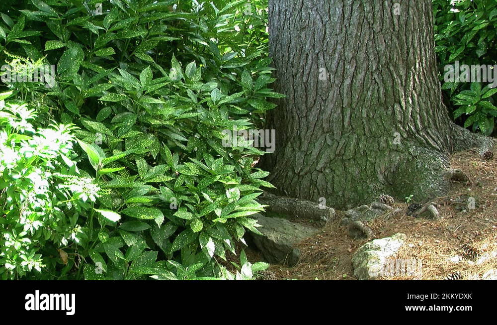 Tree base garden Stock Videos & Footage - HD and 4K Video Clips - Alamy
