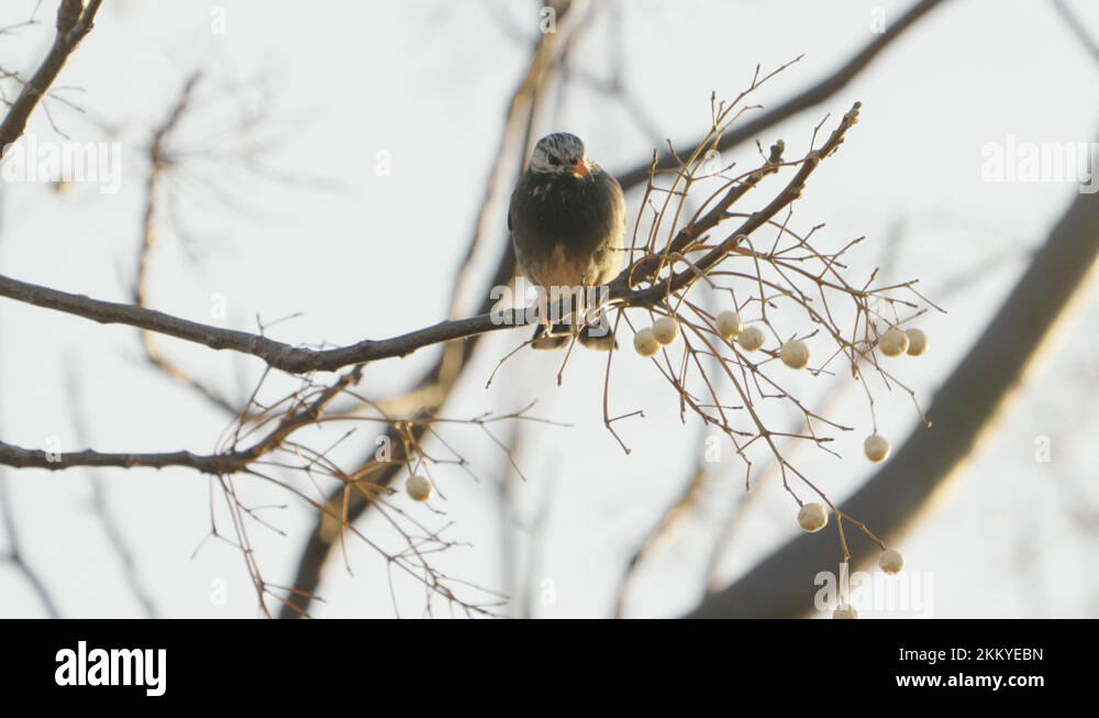White-cheeked Starling Bird Perch Then Pooping On A Tree Branch During ...