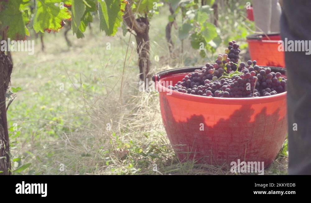 Red harvest bucket Stock Videos & Footage - HD and 4K Video Clips - Alamy
