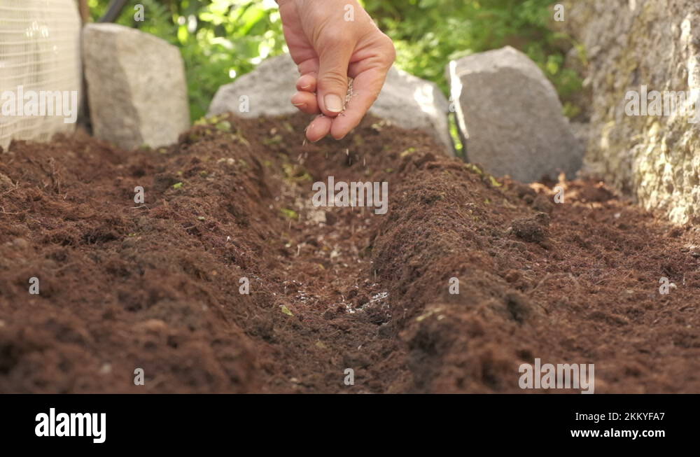 Farmer seed Stock Videos & Footage - HD and 4K Video Clips - Alamy
