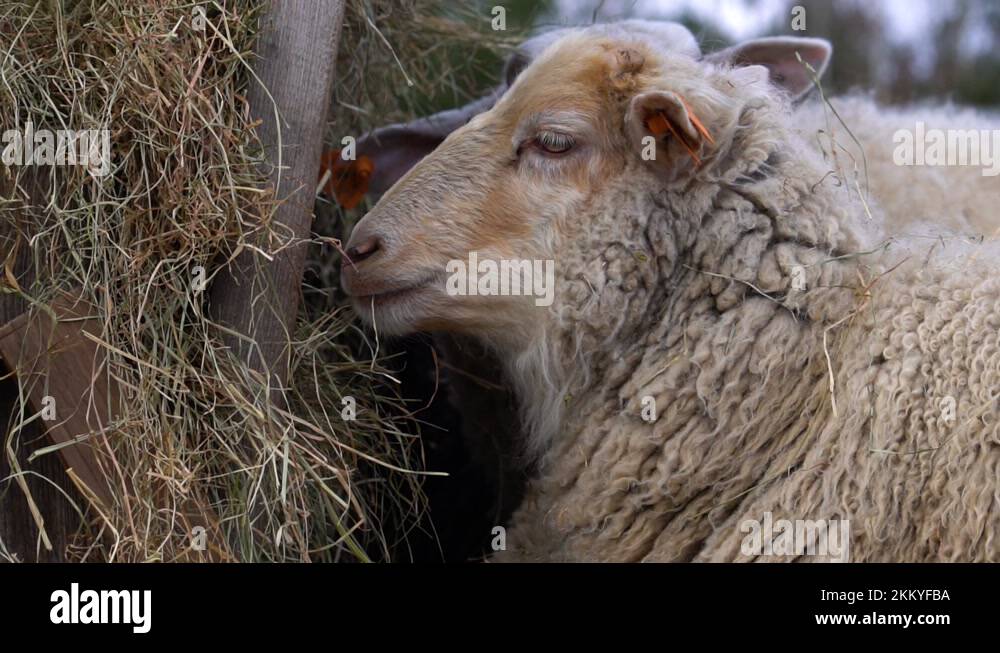 Totally cute sheep with ginger hair on its head looks at camera and ...