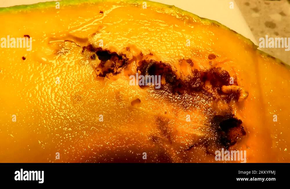 Maggots fruit Stock Videos & Footage - HD and 4K Video Clips - Alamy